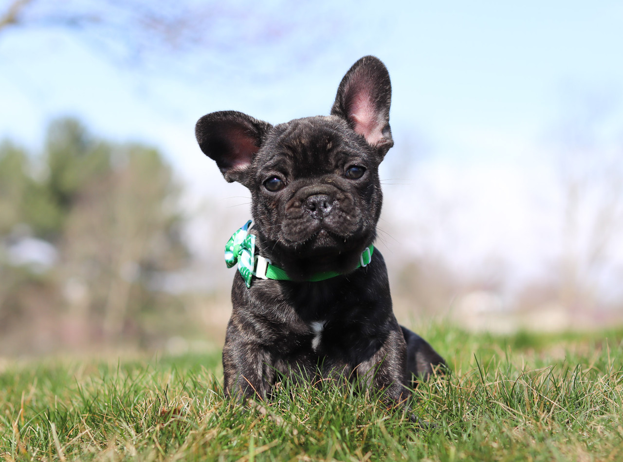 Vince, AKC French Bulldog Puppy | Blossom Ridge Bulldog