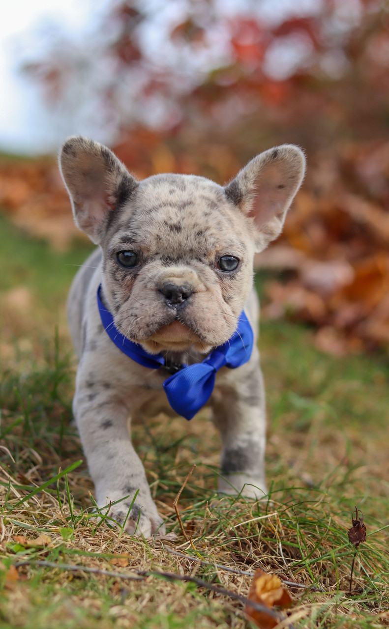 Carson, AKC French Bulldog Puppy | Blossom Ridge Bulldog