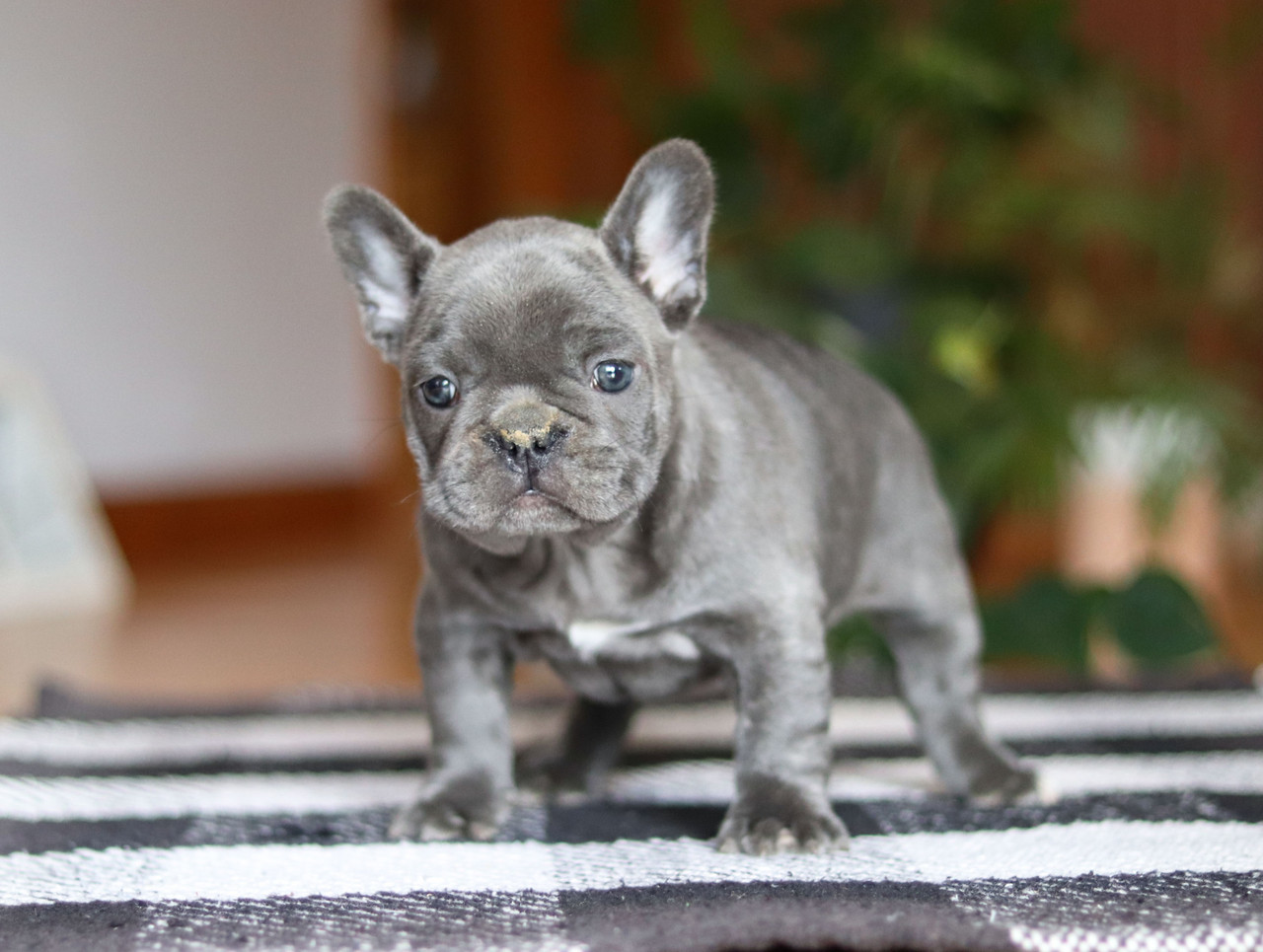 Holly, AKC French Bulldog Puppy | Blossom Ridge Bulldog