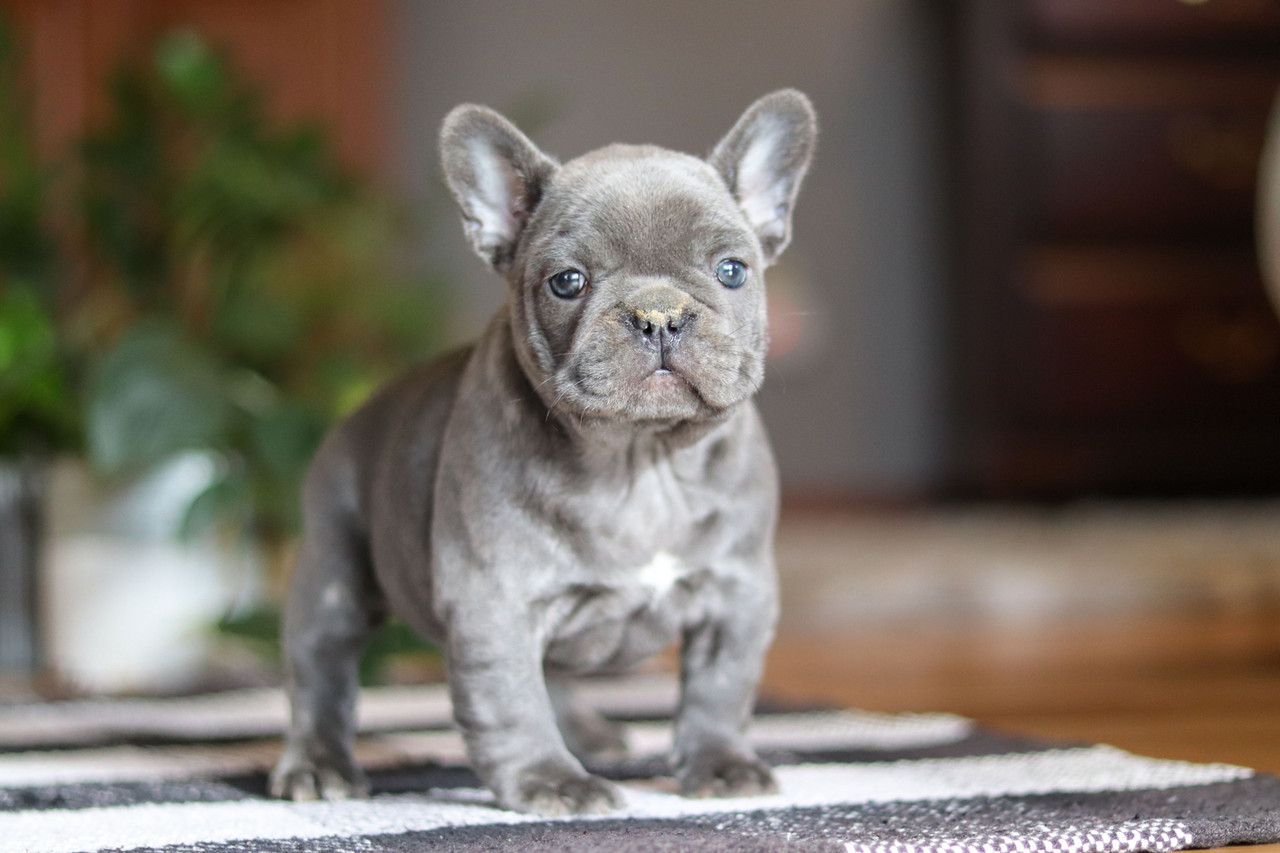 Holly, AKC French Bulldog Puppy | Blossom Ridge Bulldog