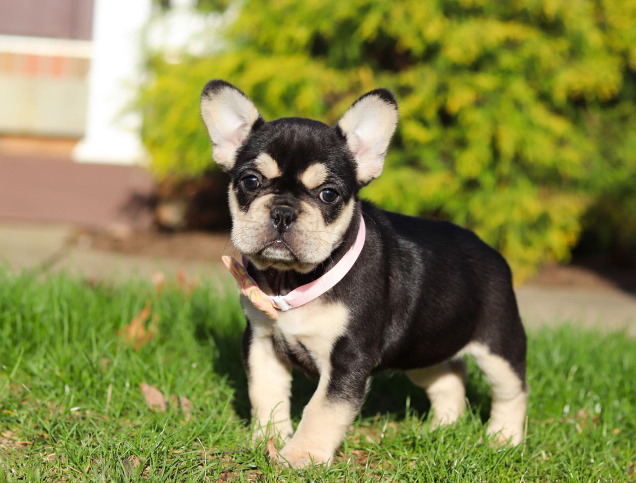 Lizzy, AKC French Bulldog Puppy | Blossom Ridge Bulldog
