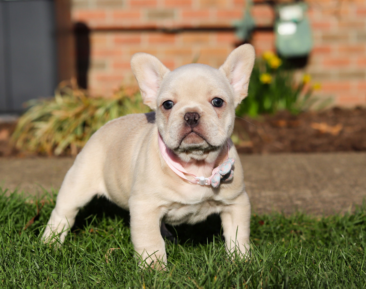 Lynette, AKC French Bulldog Puppy | Blossom Ridge Bulldog