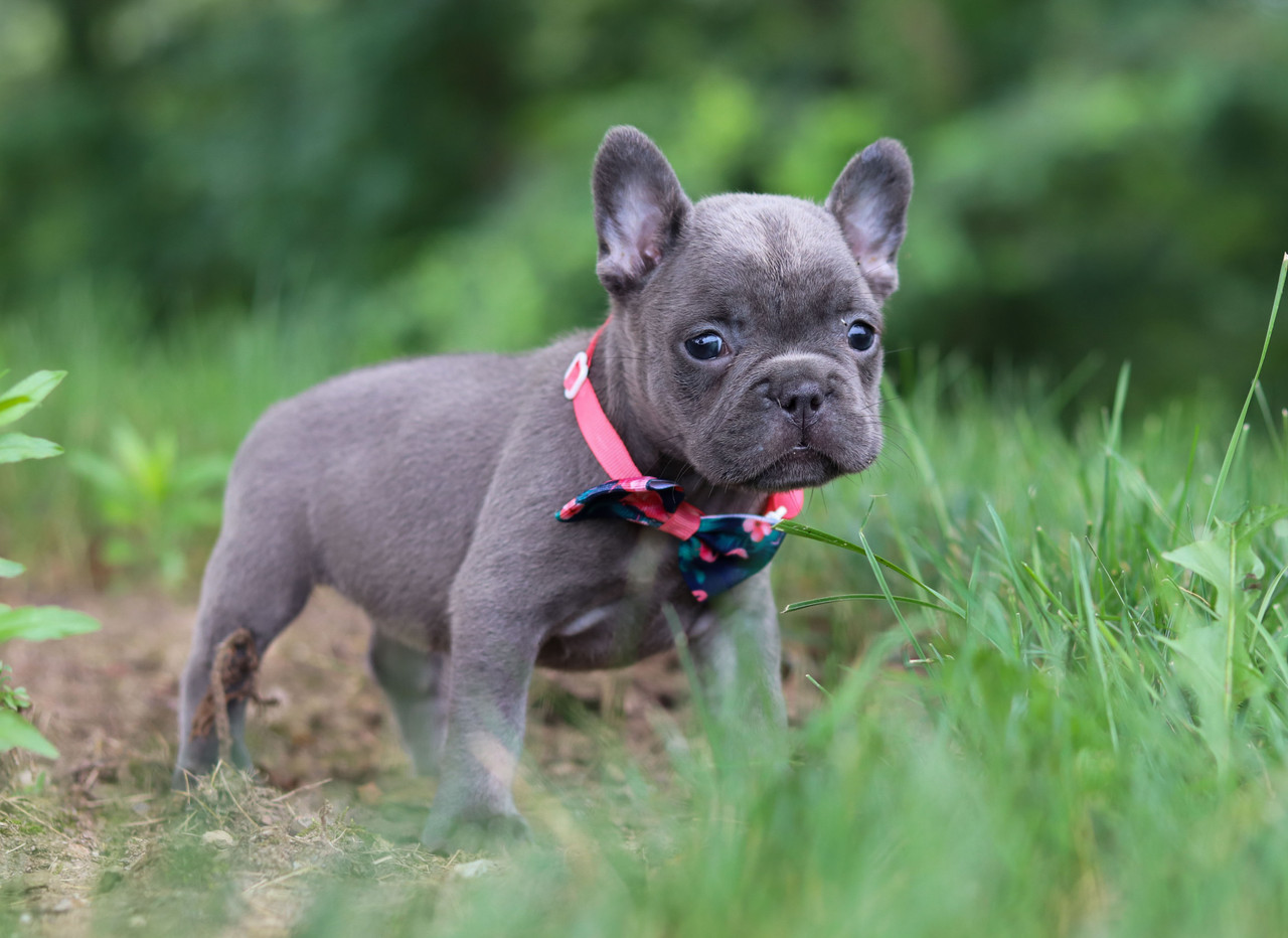 Rainbow, AKC French Bulldog Puppy | Blossom Ridge Bulldog
