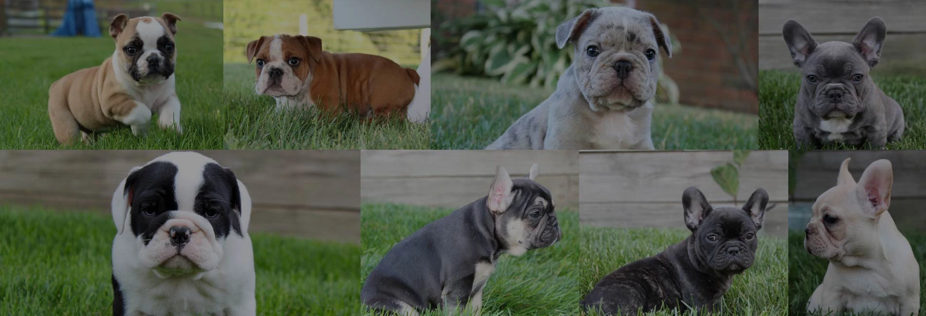 Blossom Ridge Bulldogs | French Bulldog and English Bulldog Puppies