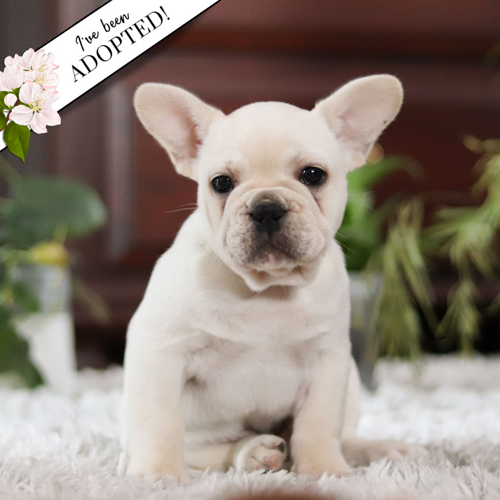 Jenson, AKC French Bulldog Puppy | Blossom Ridge Bulldog