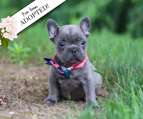 Rainbow, AKC French Bulldog Puppy | Blossom Ridge Bulldog