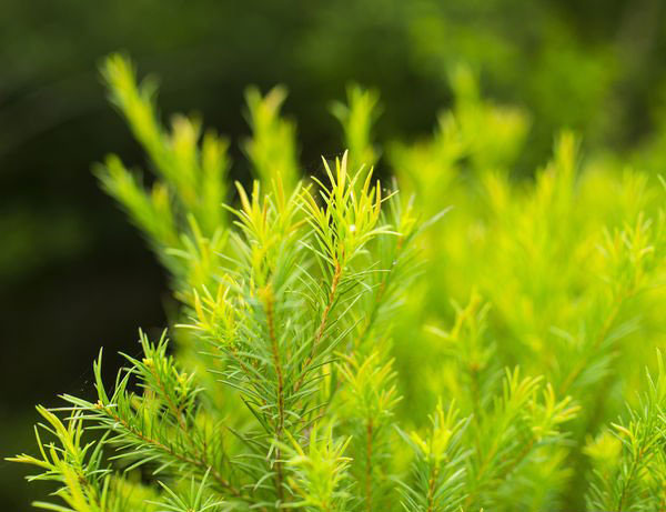 What is tea tree oil good for? - N-essentials Pty Ltd