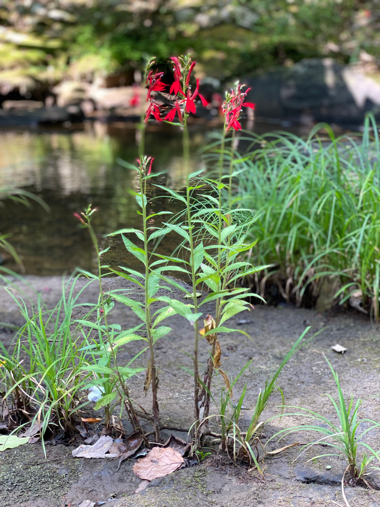 Red Cardinal Flower For Sale | Buy Lobelia Cardinalis Online