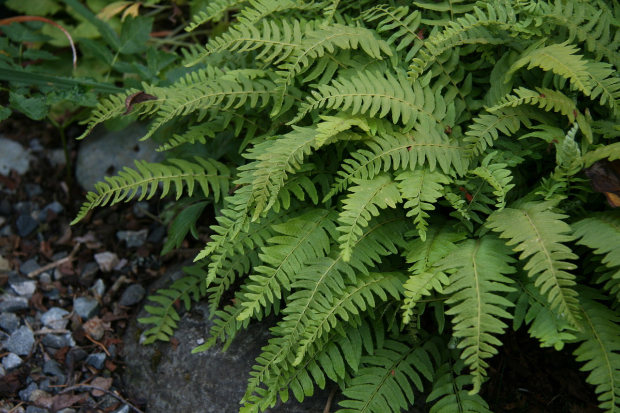 Wholesale Ferns for Sale | Native Bare Root Ferns in Bulk