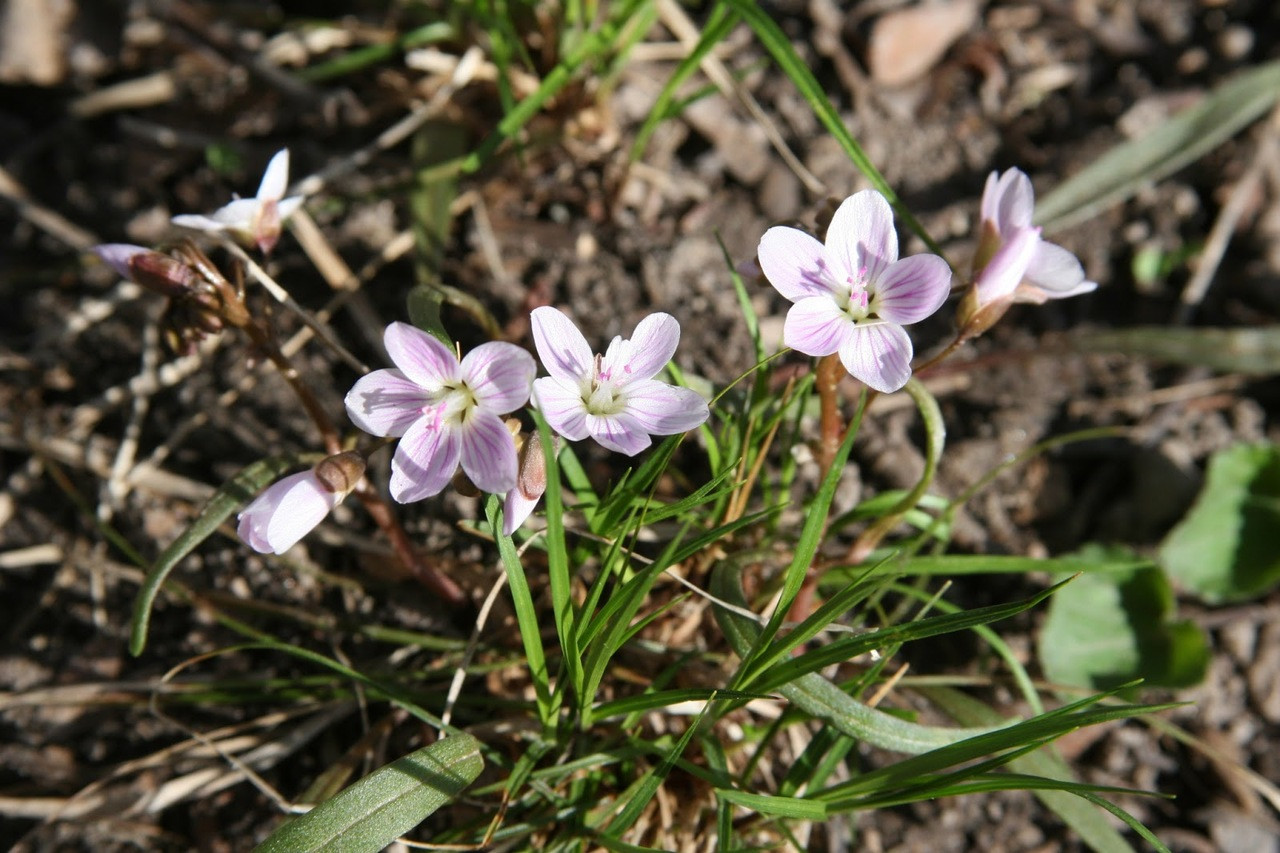 Virginia Spring Beauty For Sale | Small Native Perennial
