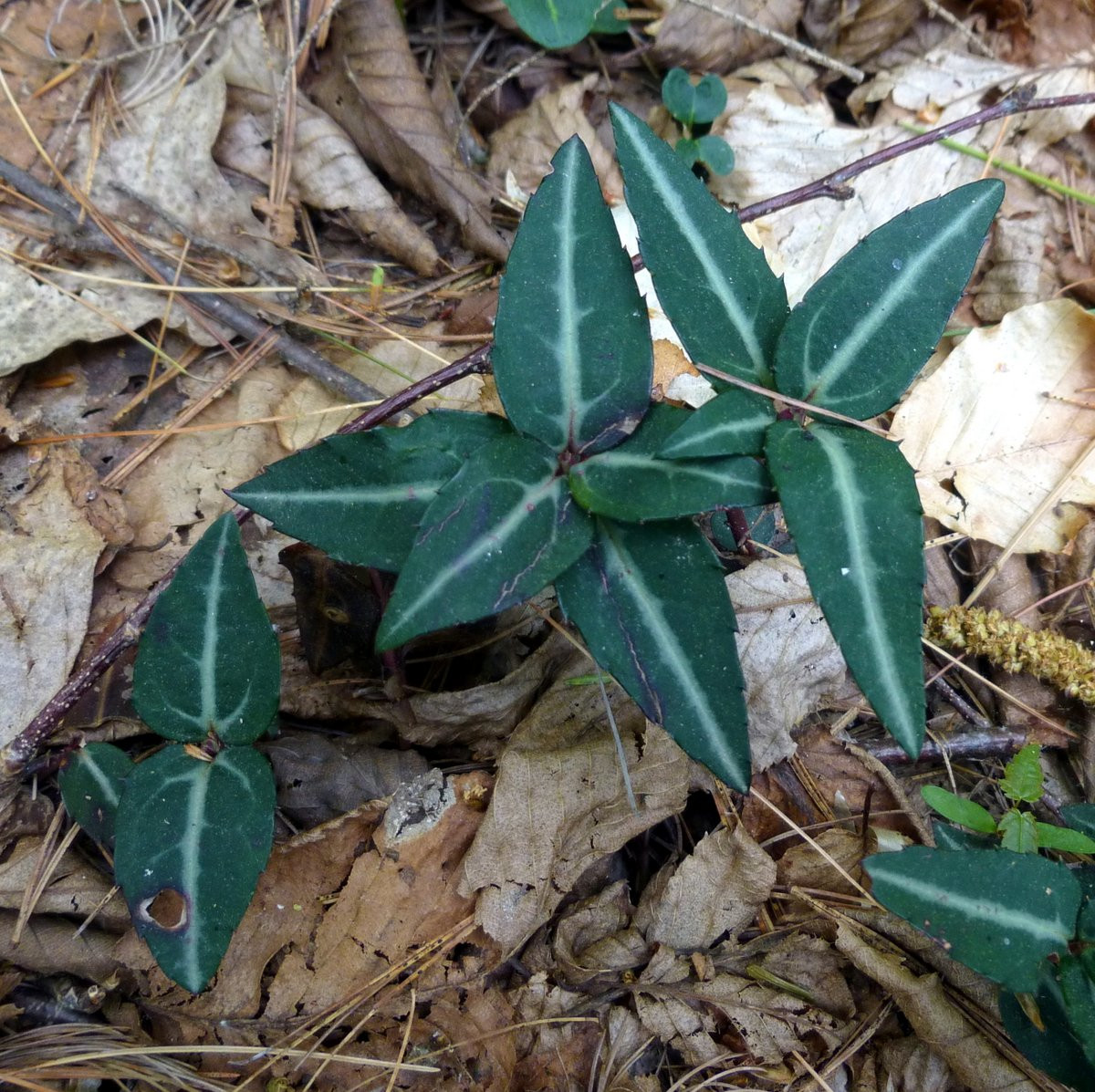 Spotted Wintergreen For Sale | Evergreen Groundcover