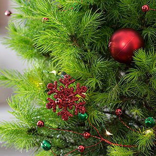 Using a Live Tree for a Christmas Tree - Native Wildflowers Nursery