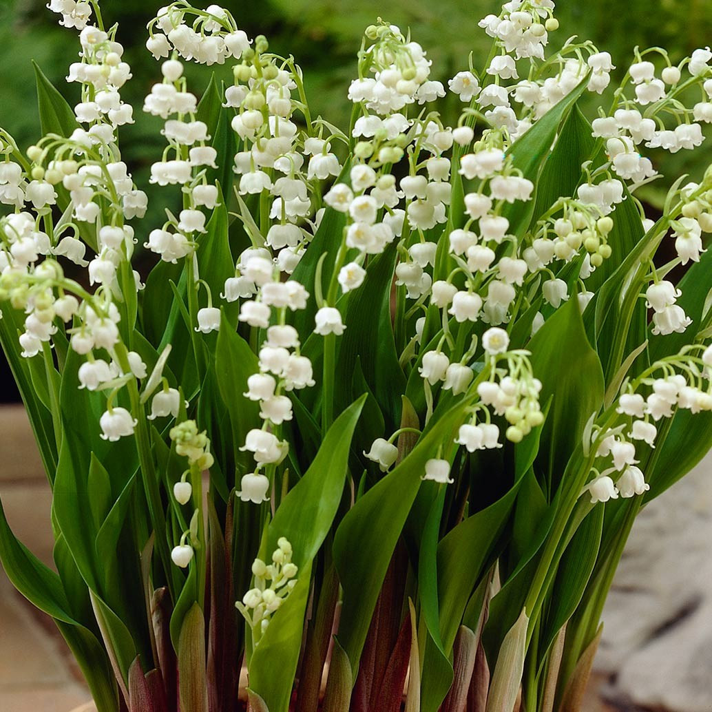 Lily Of The Valley Convallaria Majalis Level Up Garden Lily Of The Valley Convallaria Majalis Level Up Garden