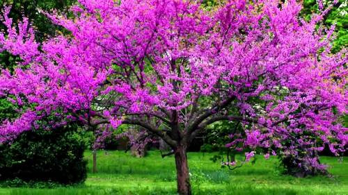 Eastern Red Bud Tree For Sale | Early Spring Blooms