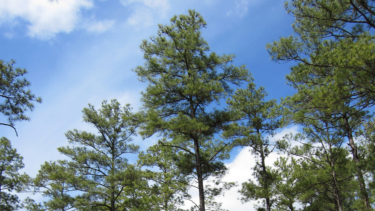 Loblolly Pine Seedlings For Sale | Fast Growing Pine Trees