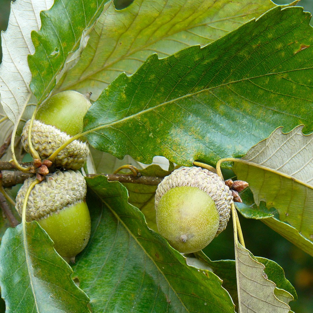 Chestnut Oak Trees For Sale | Buy Chestnut Oak Online