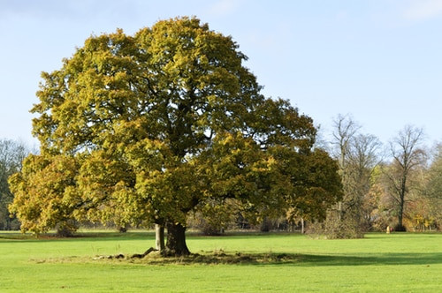 Chestnut Oak Trees For Sale | Buy Chestnut Oak Online