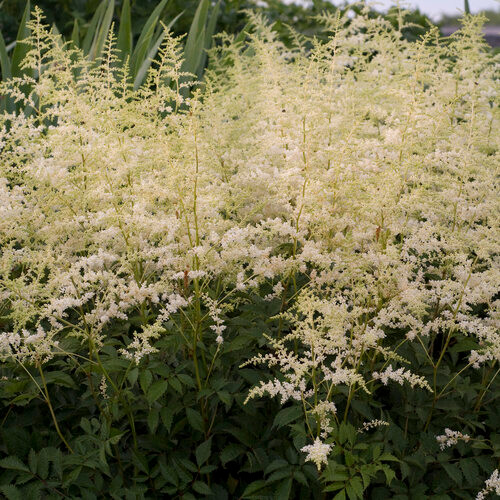 Astilbe White