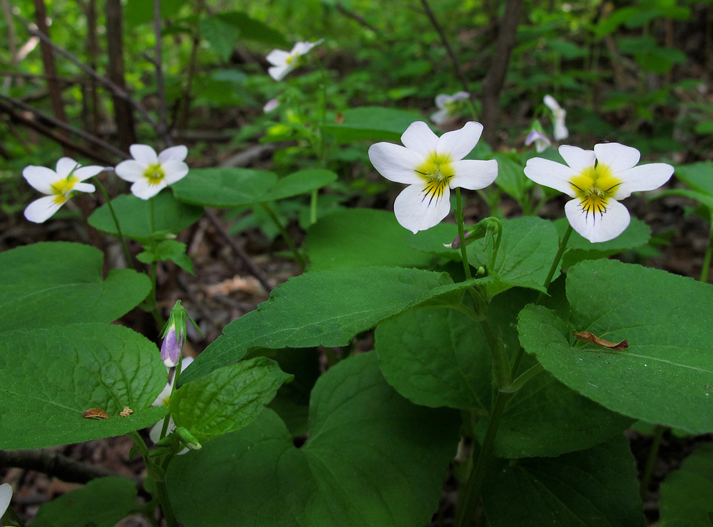 White Violets For Sale $4.99 | Healthy Plants | Fast Shipping
