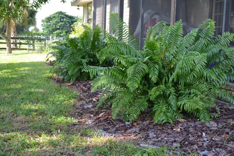 Fern Landscaping Collection For Sale Online | Buy Ferns
