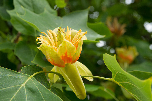 Tulip Poplar Trees For Sale | Buy Liriodendron Tulipifera