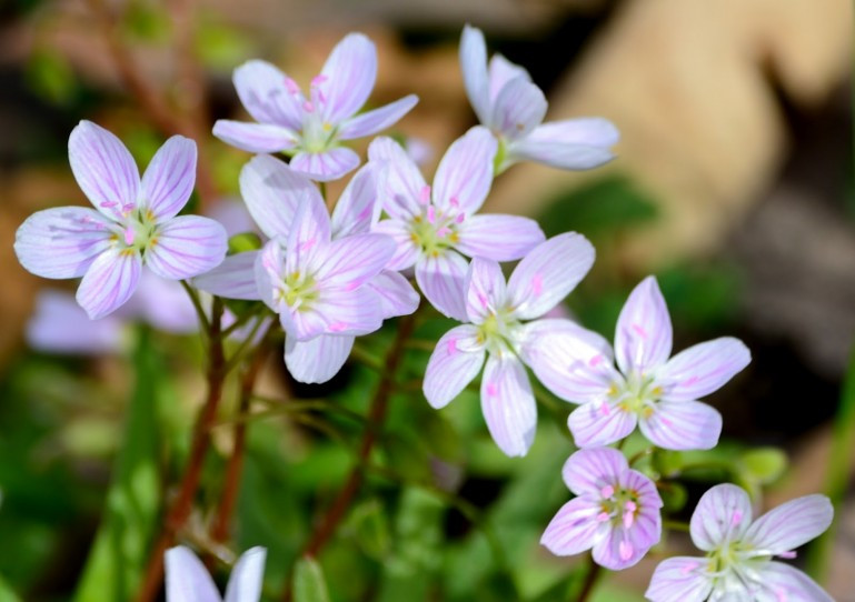 Virginia Spring Beauty For Sale | Small Native Perennial