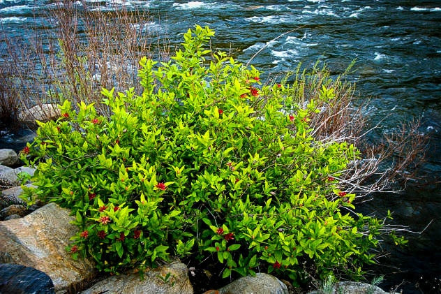 Spice Bush For Sale | Lindera benzoin | Guaranteed to Grow
