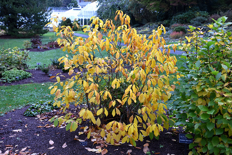 Spice Bush For Sale | Lindera benzoin | Guaranteed to Grow