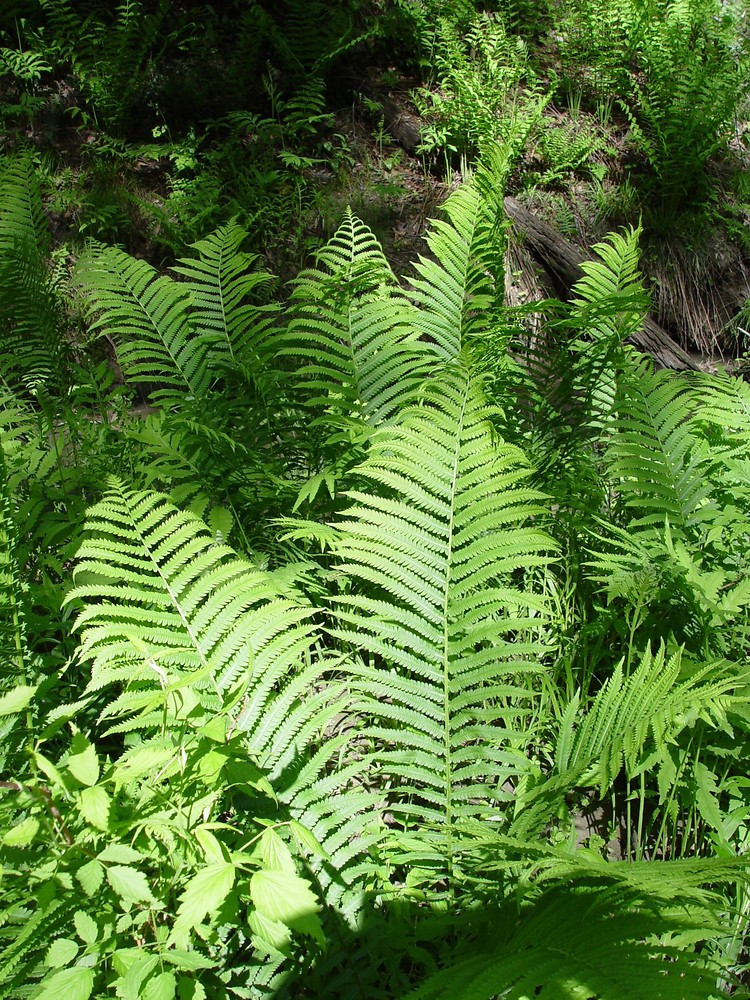 Fiddlehead Ferns For Sale | Fast Growing Shade Plants