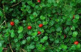 Partridge Berry Ground Cover - Native Wildflowers Nursery