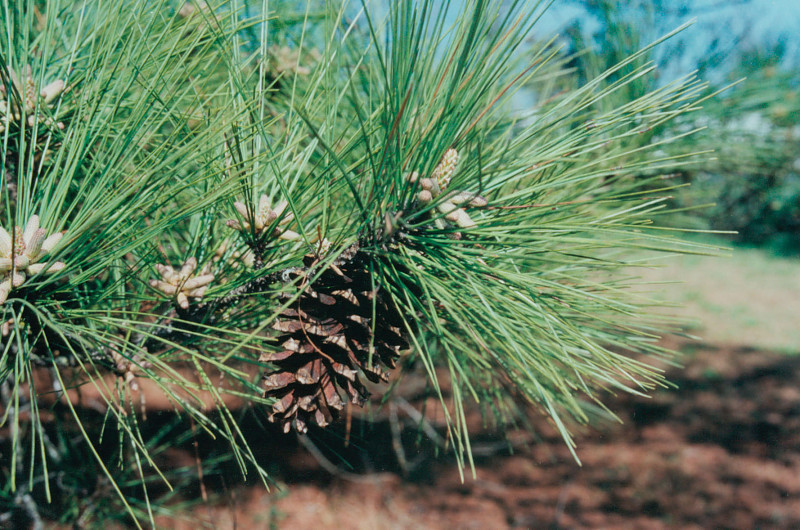 Loblolly Pine Trees For Sale | Buy Pine Trees Online