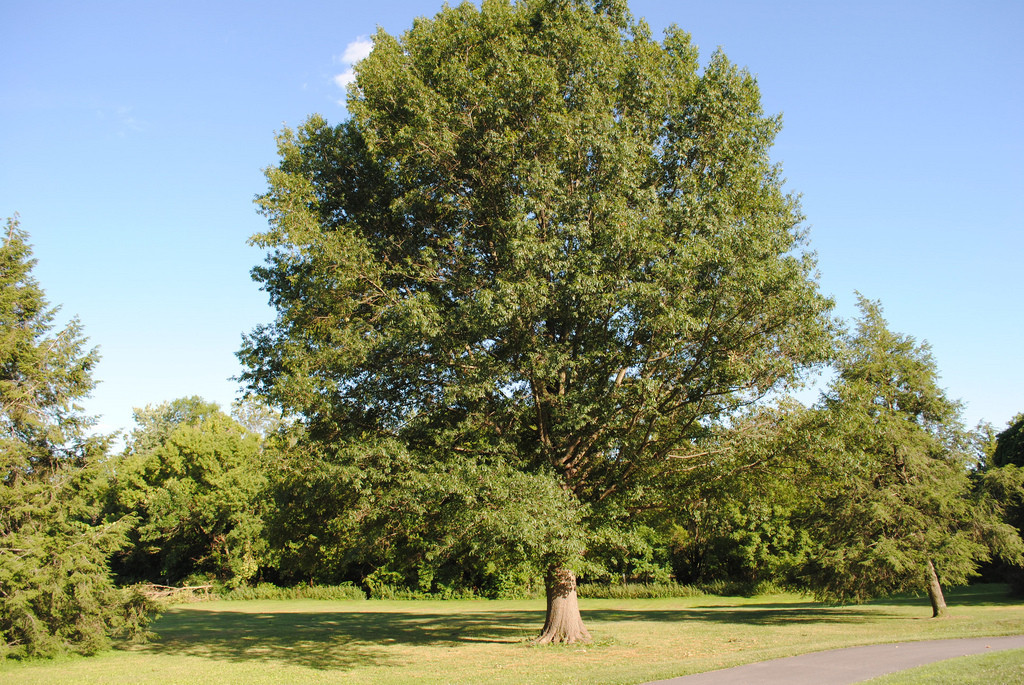 Northern Red Oak Trees For Sale | Buy Oak Trees Online