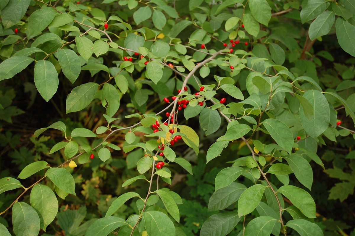 Spice Bush For Sale | Lindera benzoin | Guaranteed to Grow