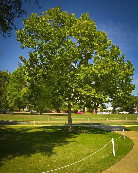 Fast Growing Trees For Sale | Buy Trees Online Near Me