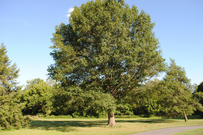 Northern Red Oak Trees For Sale | Buy Oak Trees Online