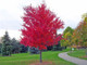 Red Maple For Sale | Acer Rubrum | Fast Growing Red Maple Trees