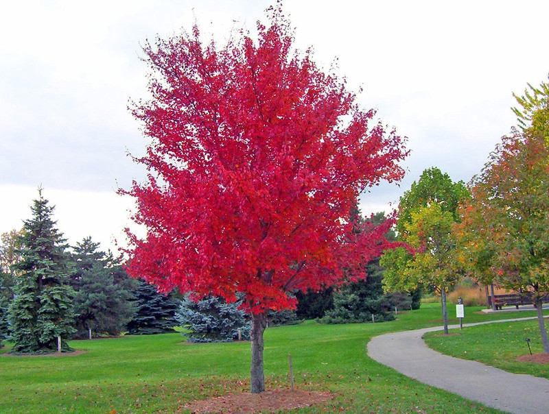 Red Maple For Sale | Acer Rubrum | Fast Growing Red Maple Trees
