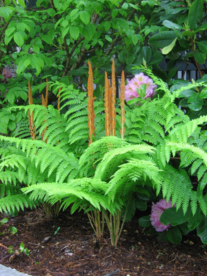 Buy Fern Plants Online | Wholesale Ferns For Sale Online