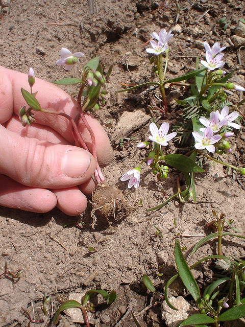 Virginia Spring Beauty For Sale | Small Native Perennial