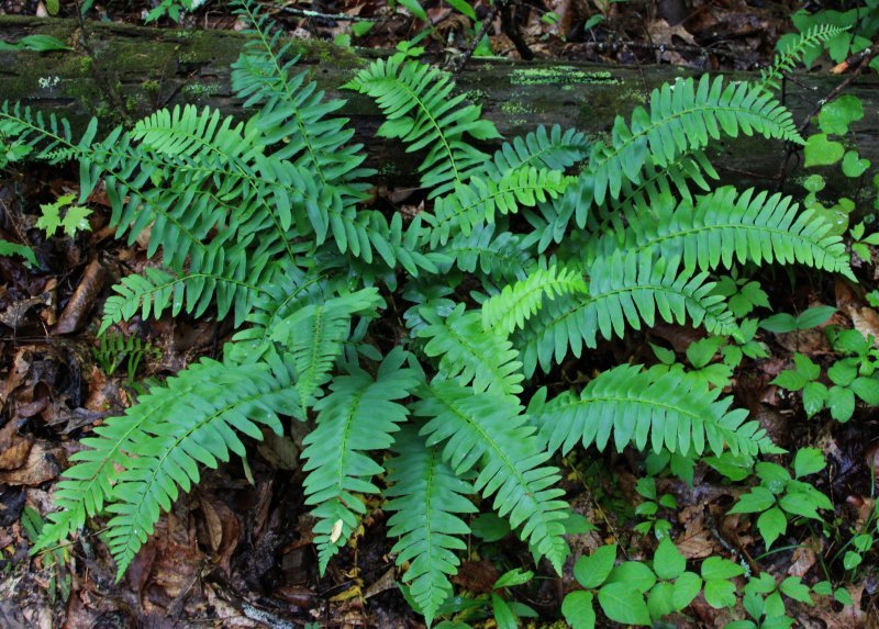 How Ferns Can Add Natural Beauty to Your Home and Garden - Native ...