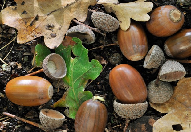 Acorns! Oh, the Possibilities! - Native Wildflowers Nursery