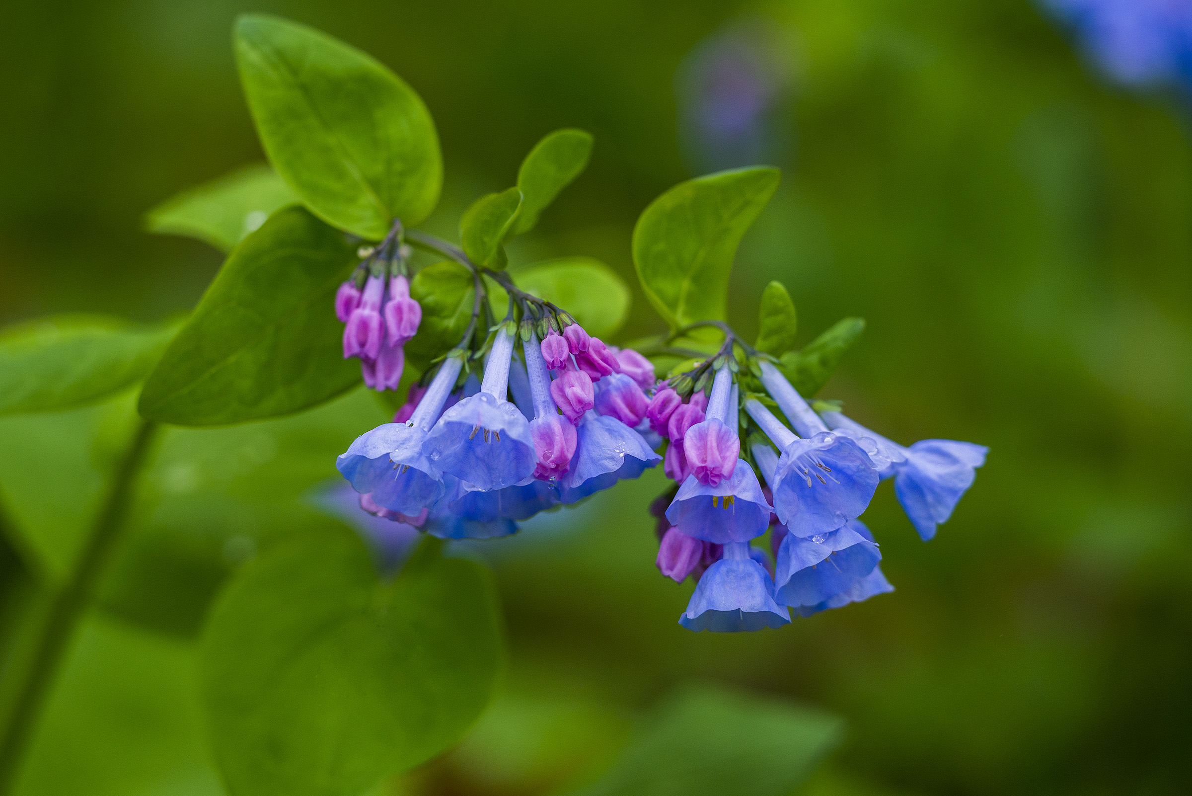 Creating the Perfect Backdrop - Native Wildflowers Nursery