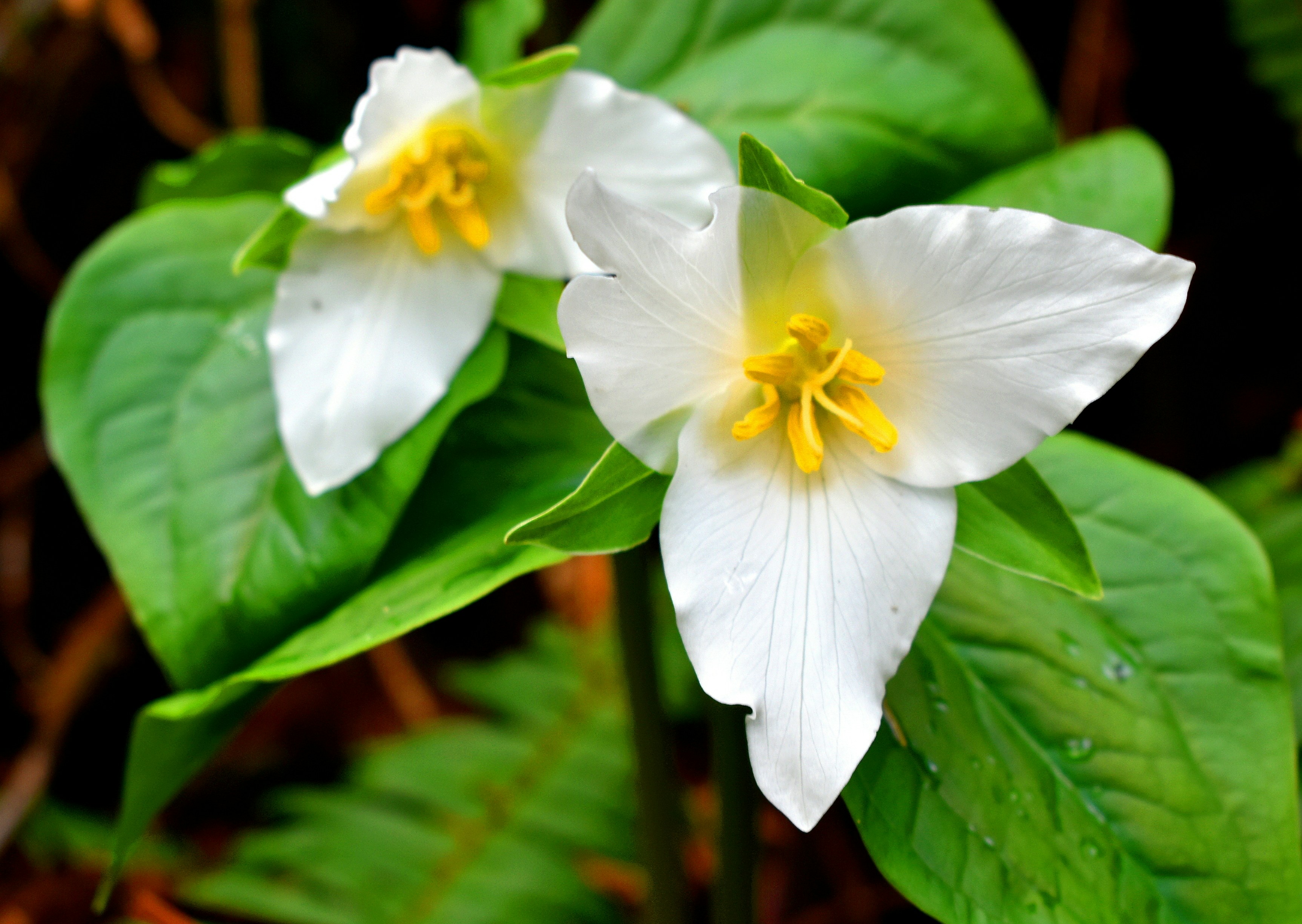 The Enchanting White Trillium grandiflorum: A Blooming Emblem of ...