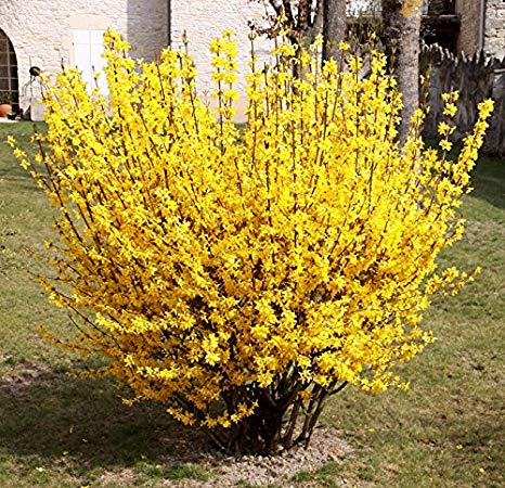Forsythia Blossoms Are Coming Soon - Native Wildflowers Nursery