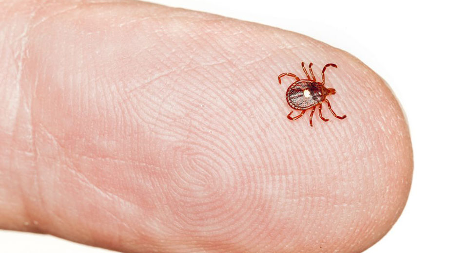 Ticks & Alpha-Gal - Native Wildflowers Nursery