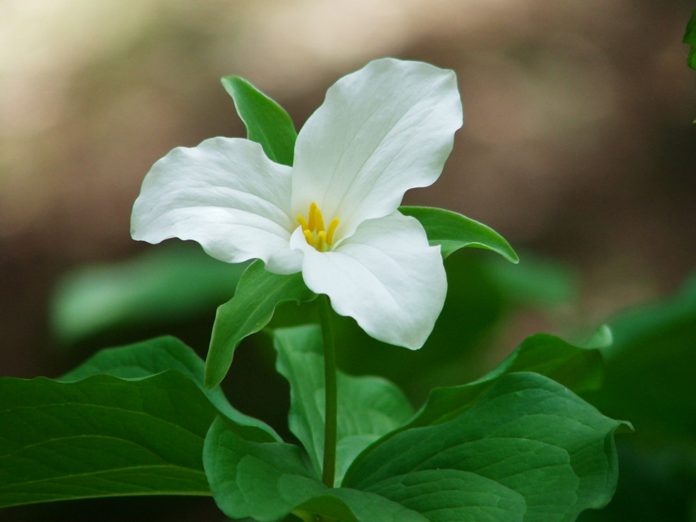 Trillium Collection | Stunning Native Trillium Package of 10
