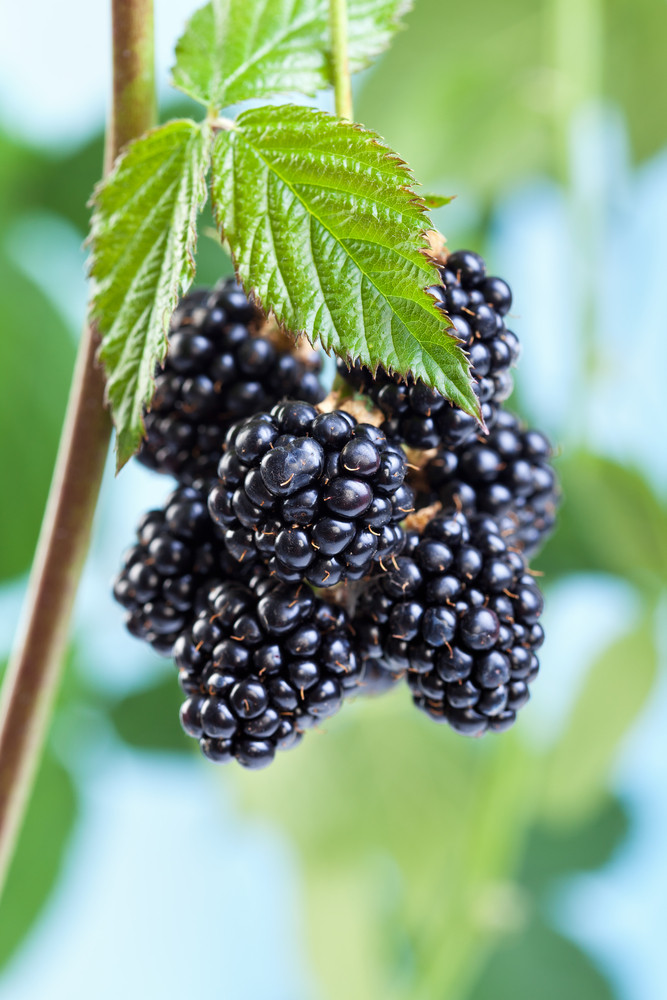 Wild Blackberry Plants For Sale | Lowest Pricing Online