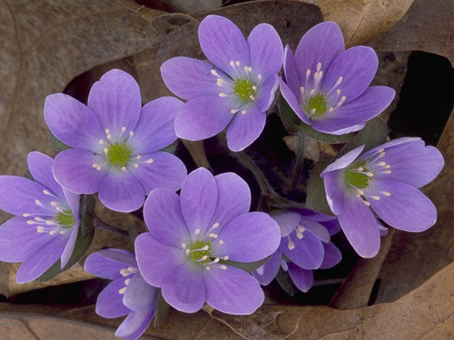 Hepatica Nobilis For Sale $4.99 | Evergreen Native Perennials