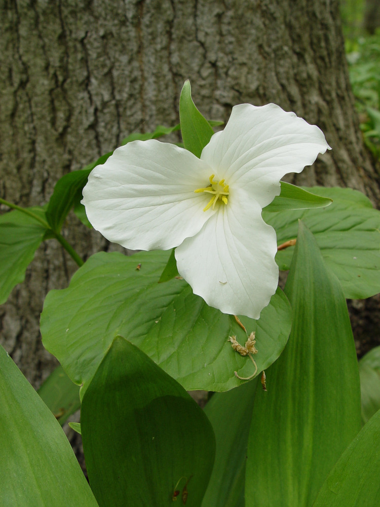 Great White Trillium For Sale | Trillium Grandiflorum Bulbs
