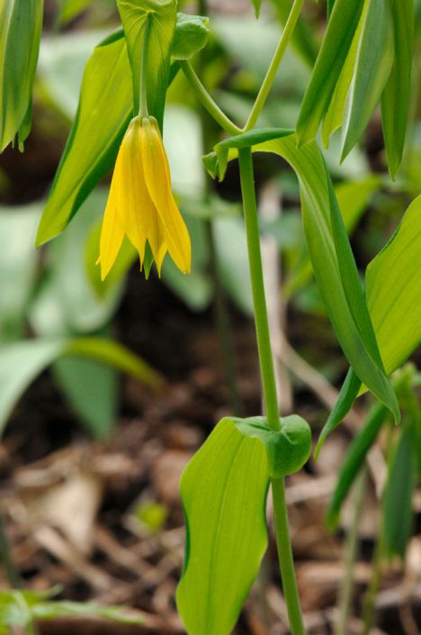 Bellwort Plants For Sale Online $4.99 | Quality Plants